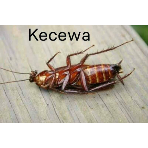 Sticker Maker - Sticker Plesetan