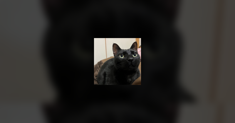 Sticker Maker - Sui, coool black cat boy