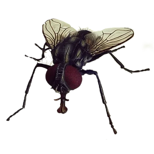 Sticker Maker - Thor