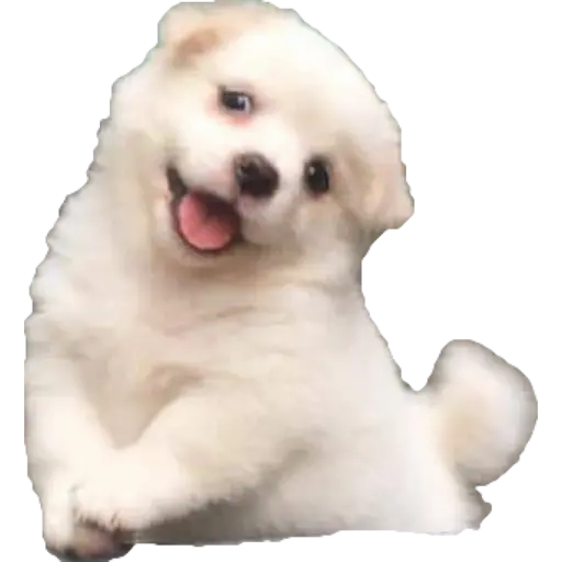 Sticker Maker - Tierno
