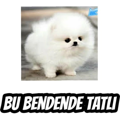 Sticker Maker - Turkish funny stickers 1