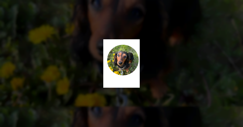 Sticker Maker - Wiener