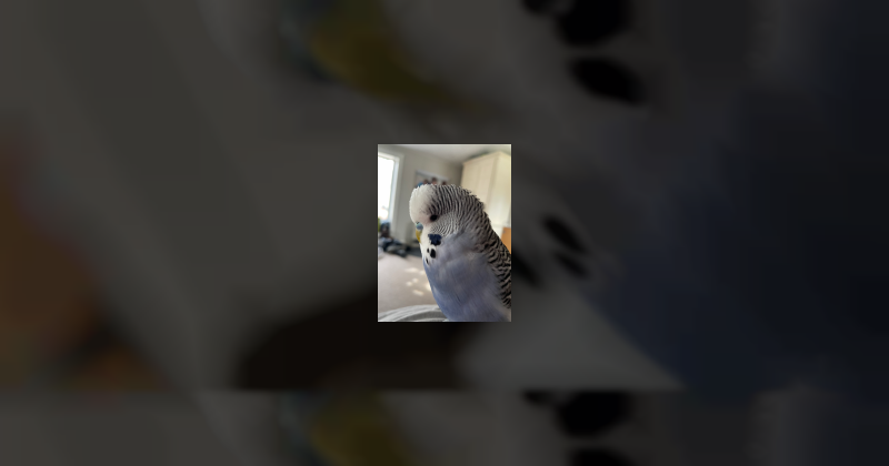 Sticker Maker - Winchester Birdie